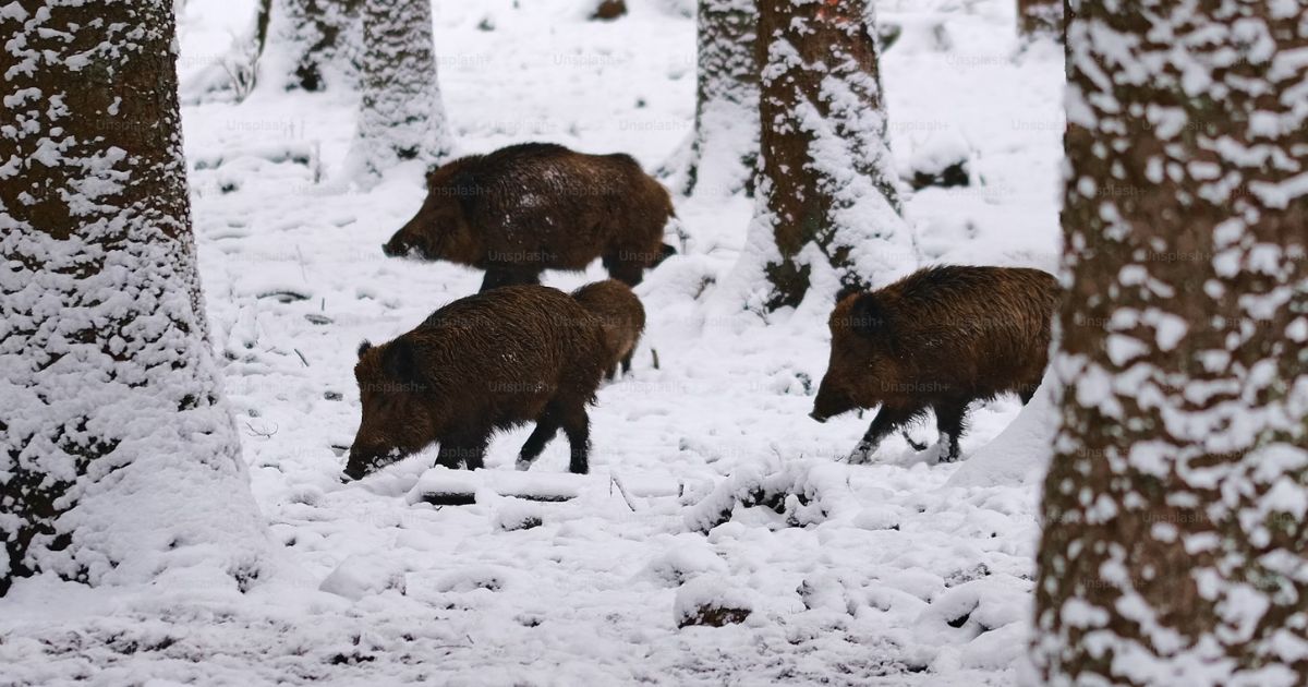 The Wild Boar Totem • Astral Magick